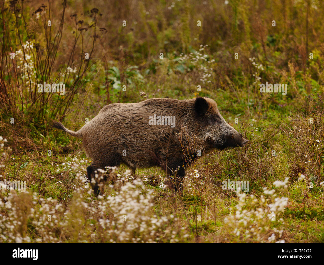 Side view of a pig hi-res stock photography and images - Alamy