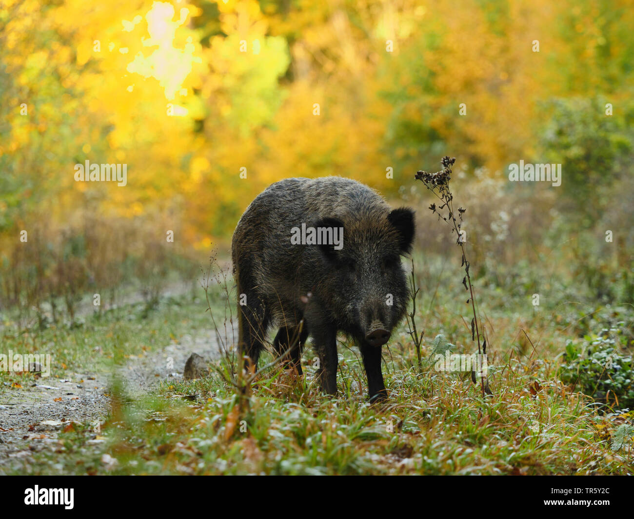 Sow Road High Resolution Stock Photography and Images - Alamy