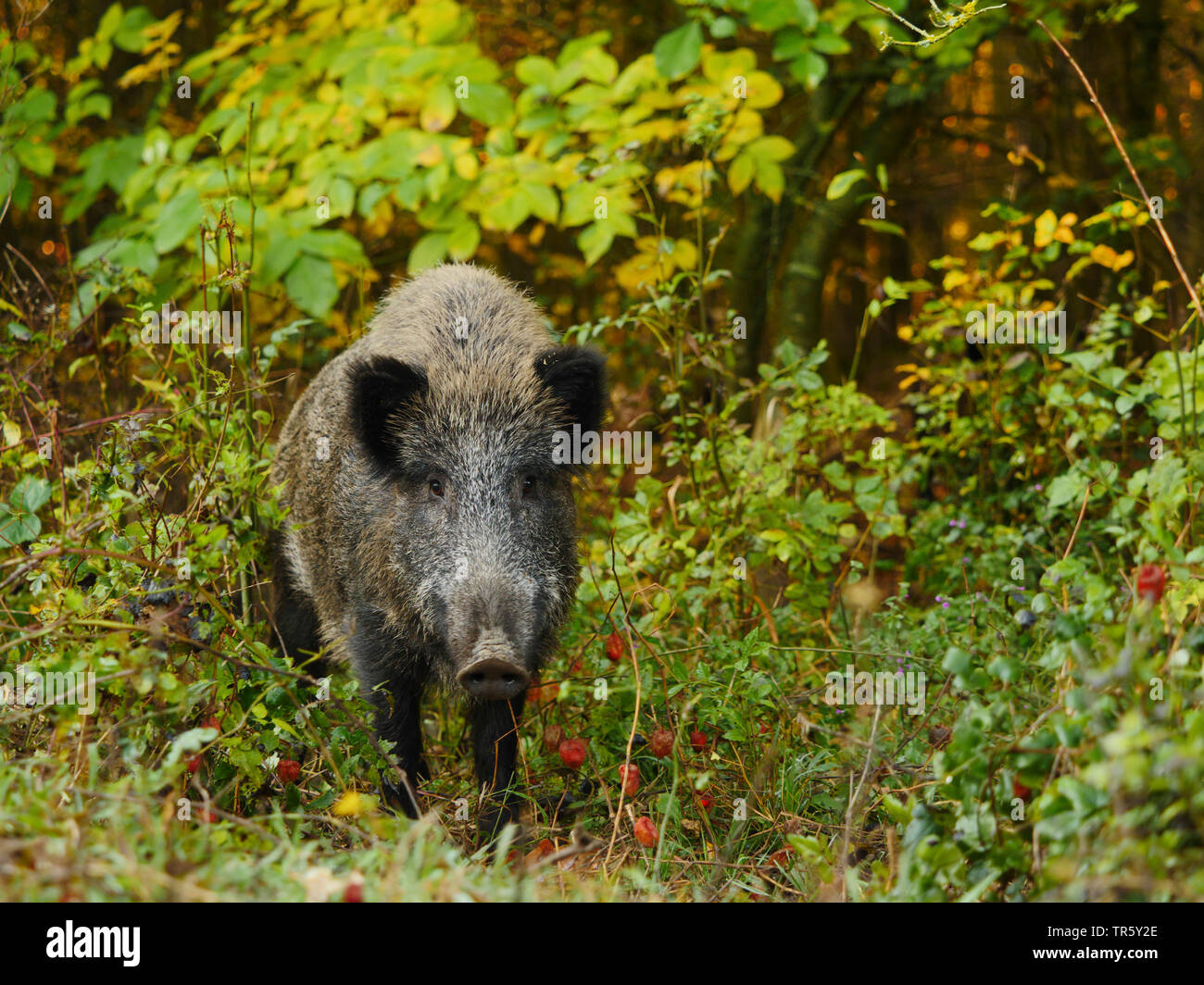wild boar, pig, wild boar (Sus scrofa), wild sow standing in an autumn ...