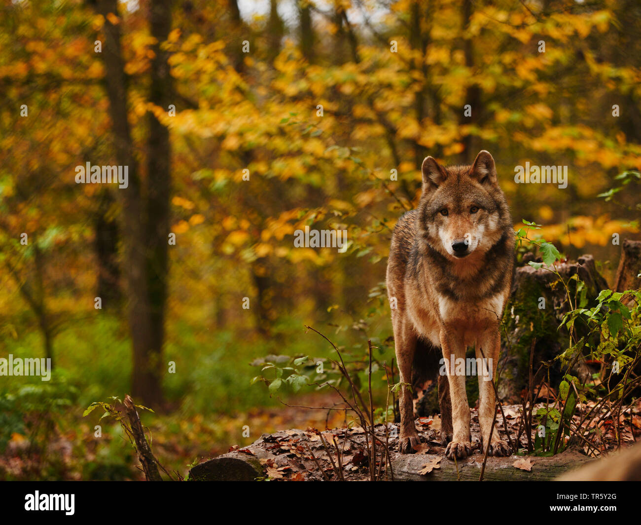 Wolves In Autumn Forest High Resolution Stock Photography and Images ...