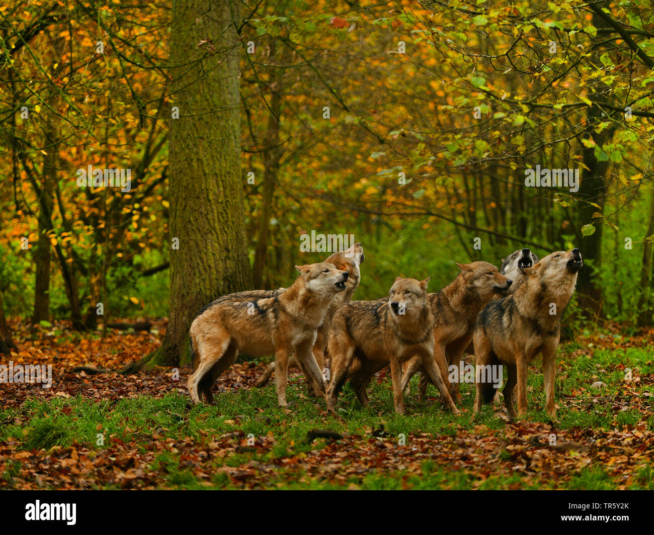 European gray wolf (Canis lupus lupus), howling wolves in a pack in ...