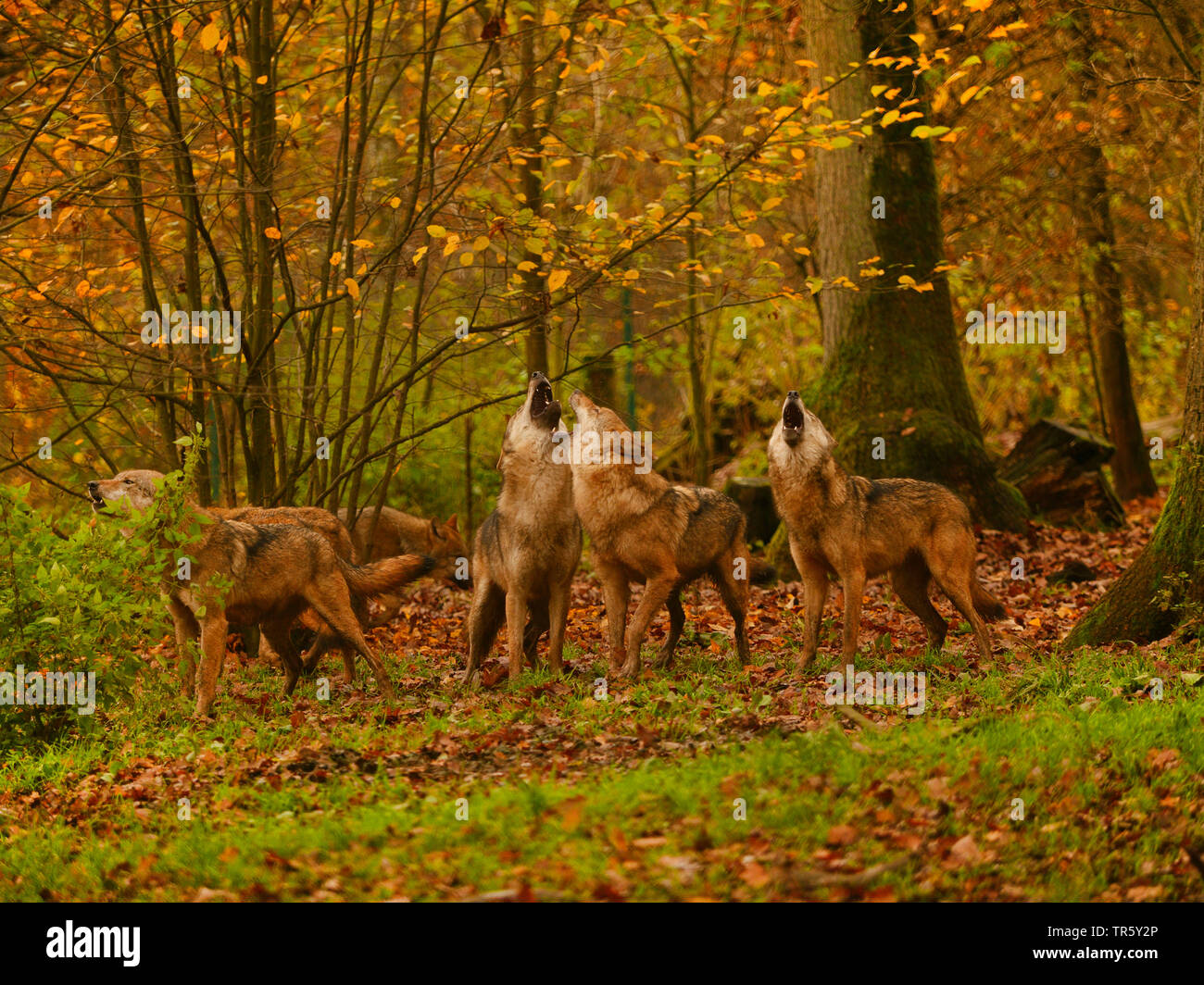 European gray wolf (Canis lupus lupus), howling wolves in a pack in ...