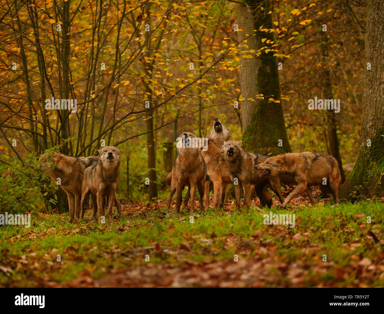 European gray wolf (Canis lupus lupus), howling wolves in a pack in ...