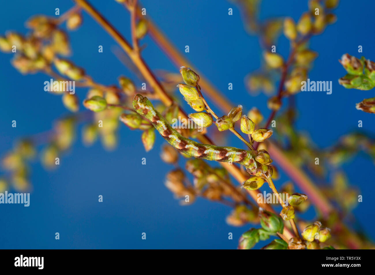 Pug moth caterpillar hi-res stock photography and images - Alamy