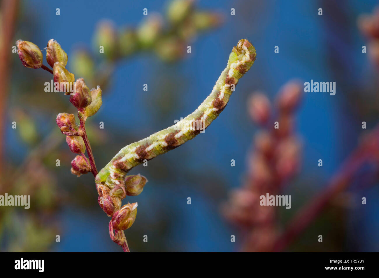 Geometer moth caterpillar hi-res stock photography and images - Alamy