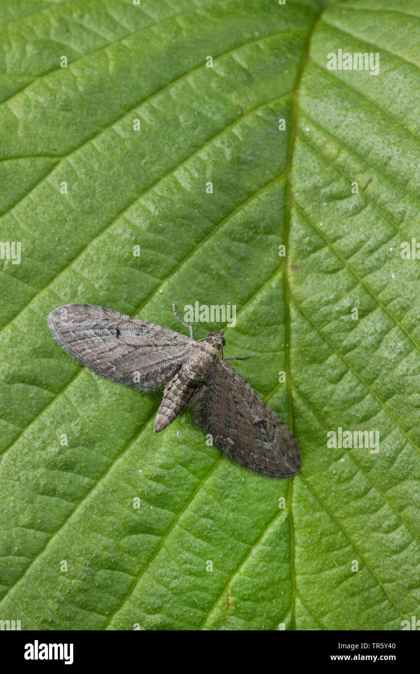 Currant pug hi-res stock photography and images - Alamy