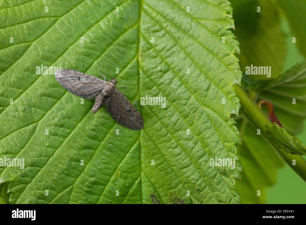 Currant pug moth (Eupithecia innotata), sitting on a leaf, view from ...