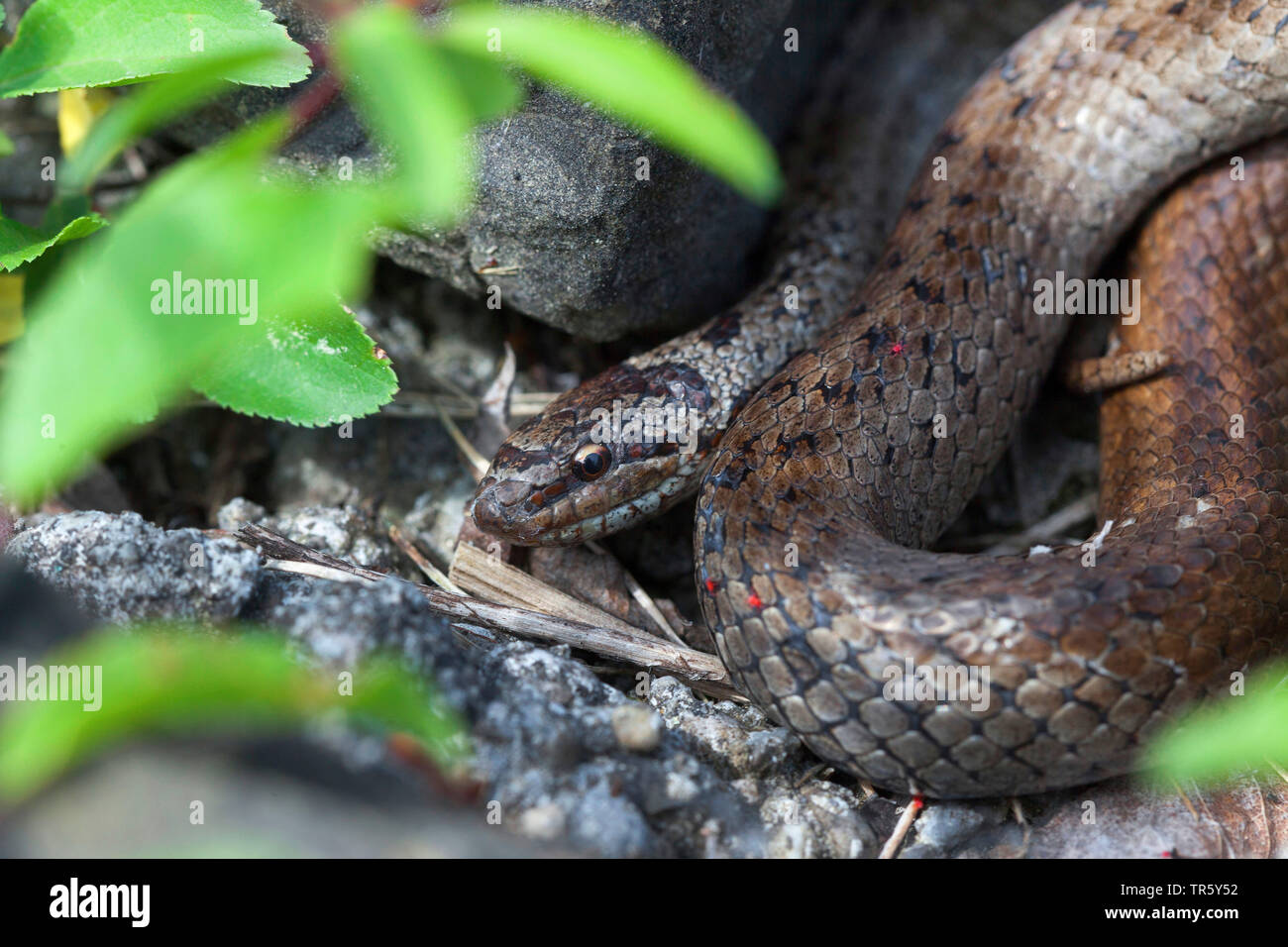 Coiled snake on ground hi-res stock photography and images - Alamy
