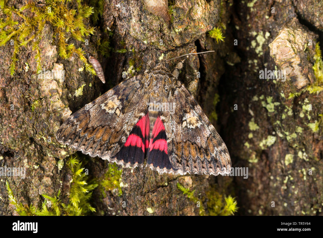 dark crimson underwing (Catocala sponsa), inago sitting on bark ...