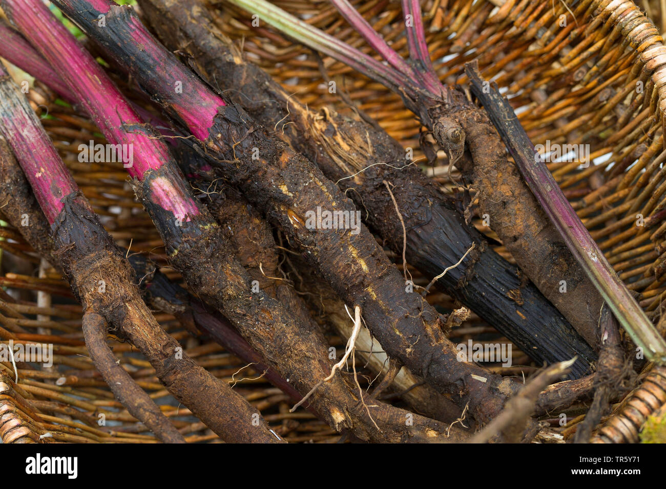 burdock (Arctium spec.), collected burdock roots with label, Germany ...