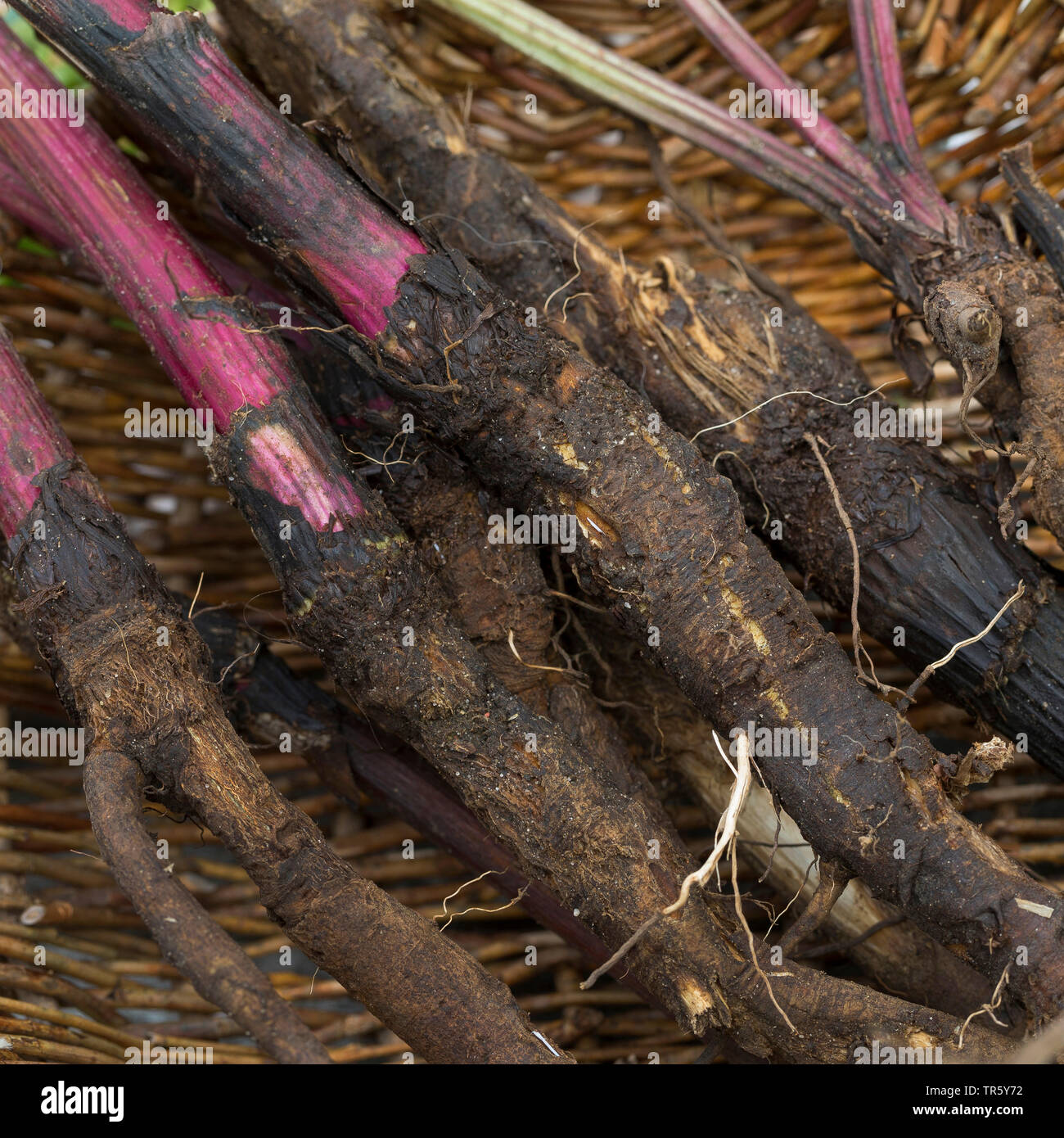 Arctium spec hi-res stock photography and images - Alamy