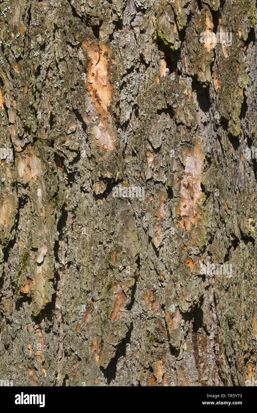 common larch, European larch (Larix decidua, Larix europaea), bark ...