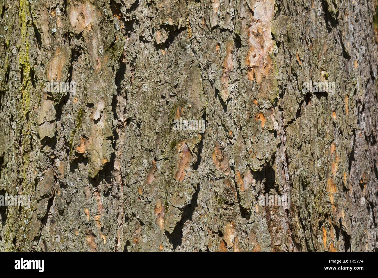 common larch, European larch (Larix decidua, Larix europaea), bark ...