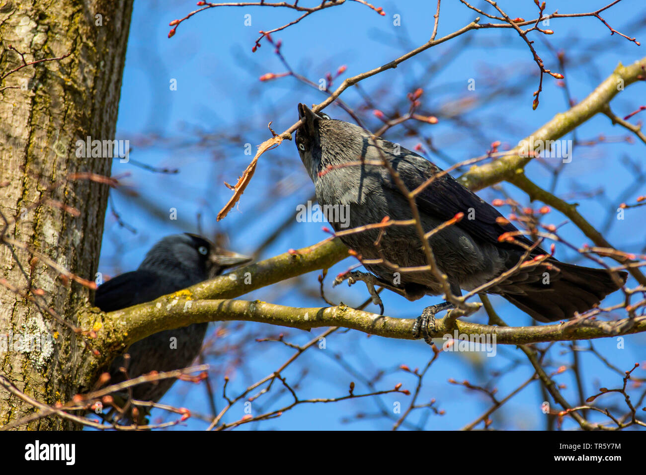 Snap twig hi-res stock photography and images - Alamy