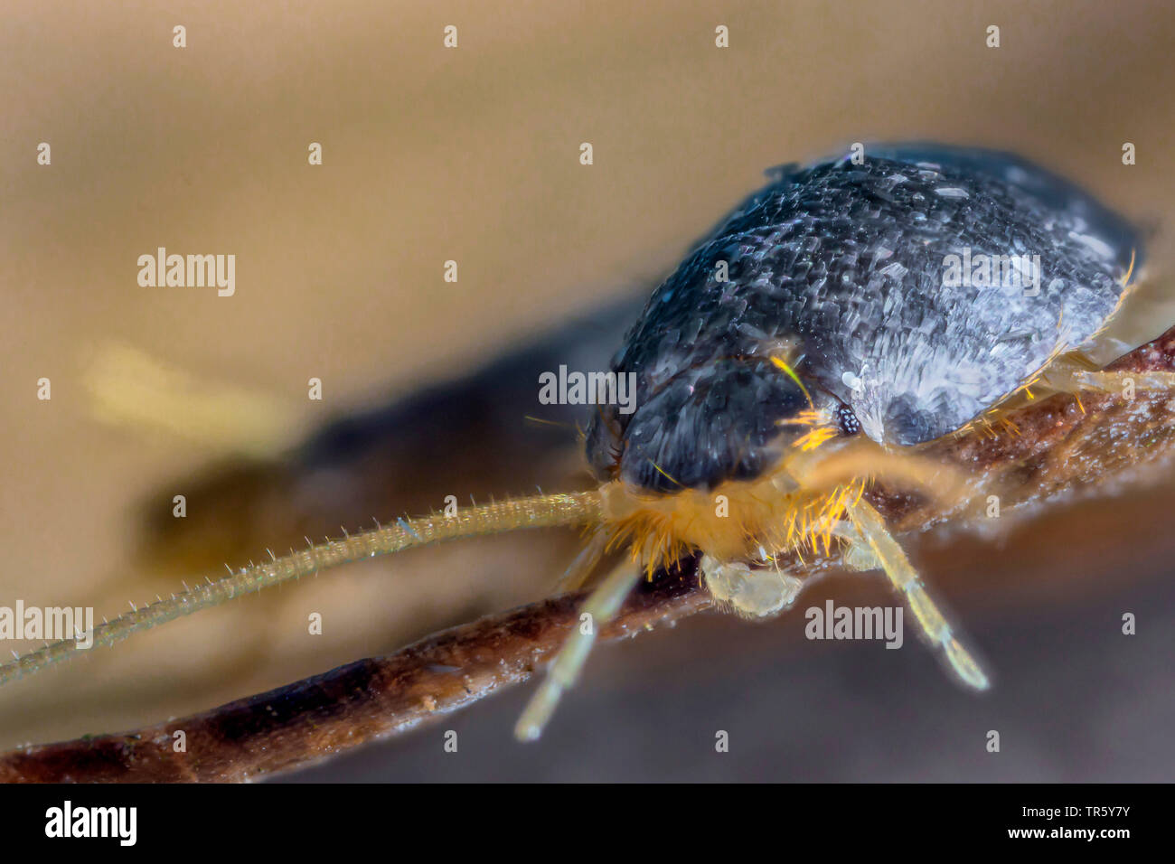 silverfish (Lepisma saccharina), eating fungi on a foliage leaf ...