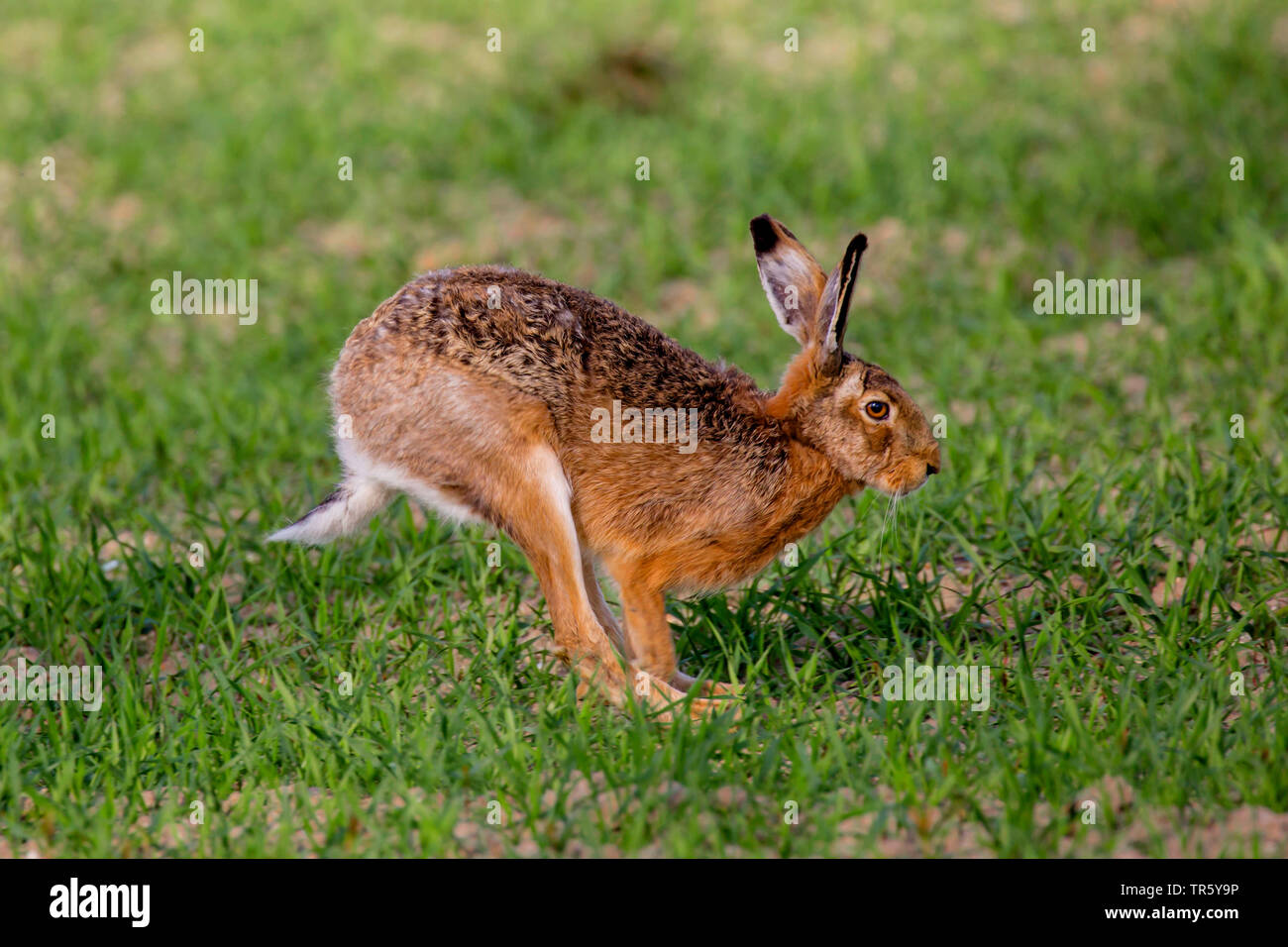 Hopping animals hi-res stock photography and images - Alamy