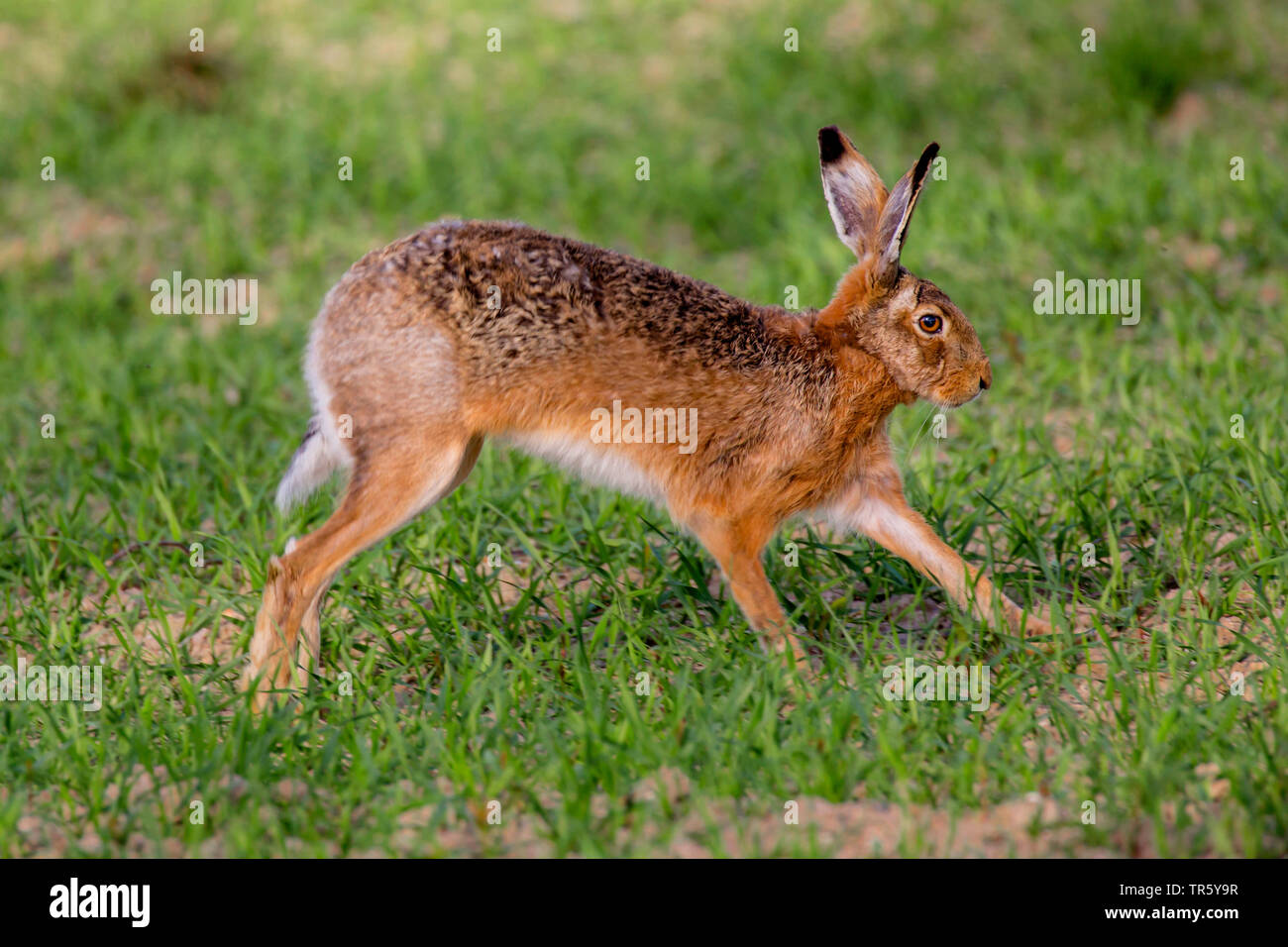 European hare, Brown hare (Lepus europaeus), scampering over a meadow ...