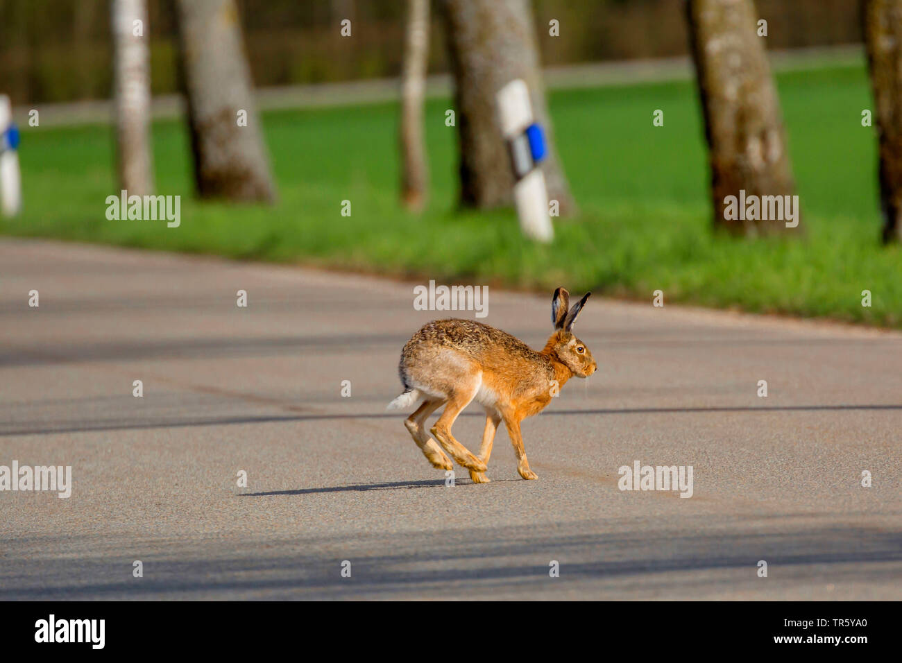 Rabbits crossing road hi-res stock photography and images - Alamy