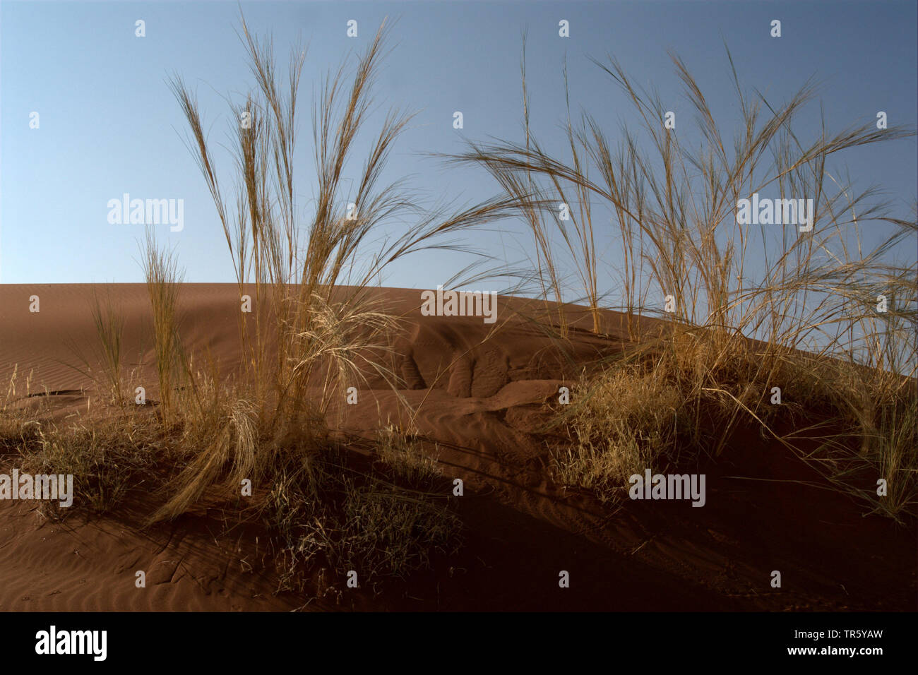 Africa namibia plants dune hi-res stock photography and images - Alamy