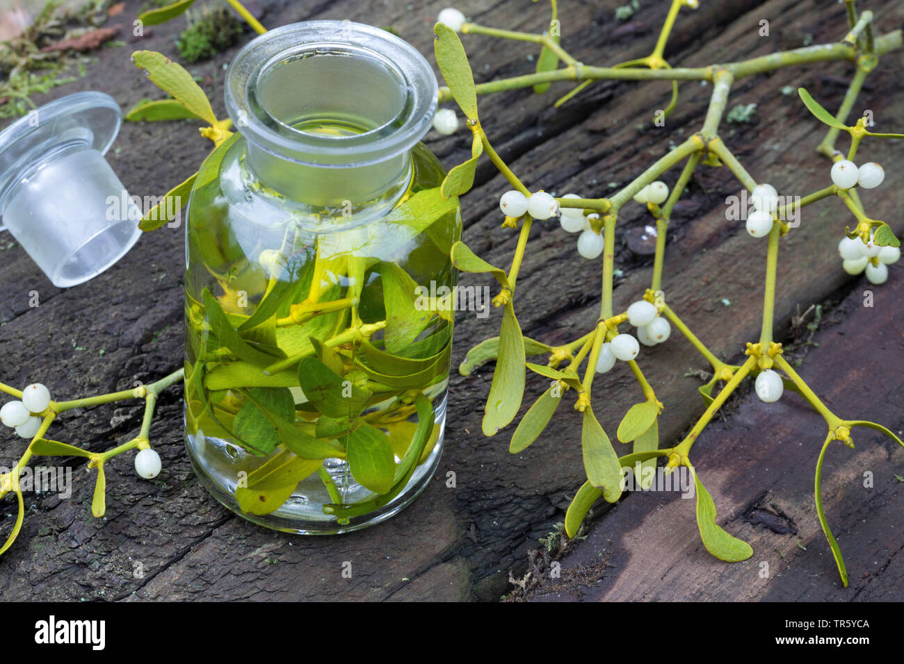 Loranthaceae hi-res stock photography and images - Alamy