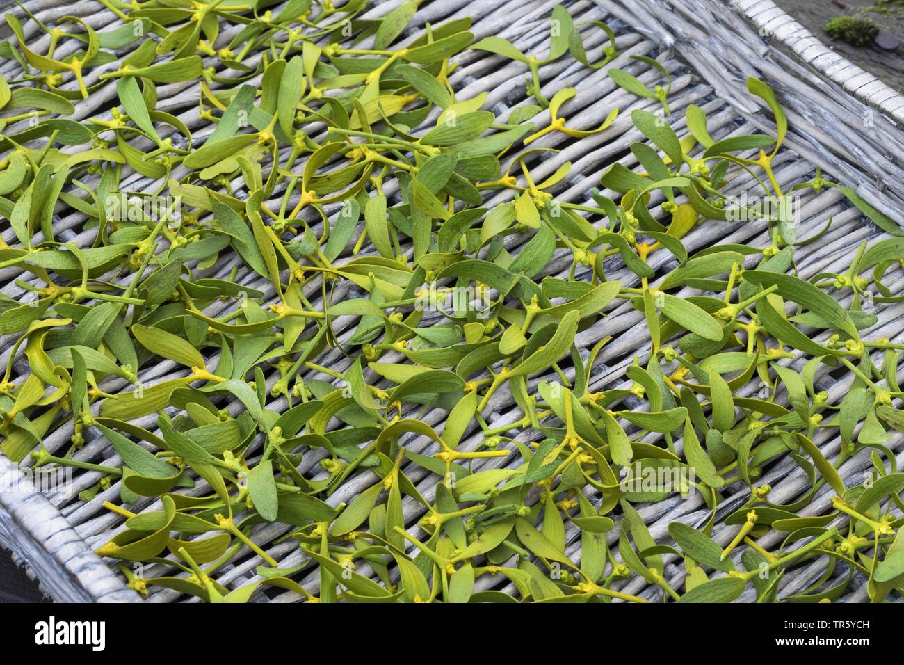 mistletoe (Viscum album subsp. album, Viscum album), mistletoe branches ...