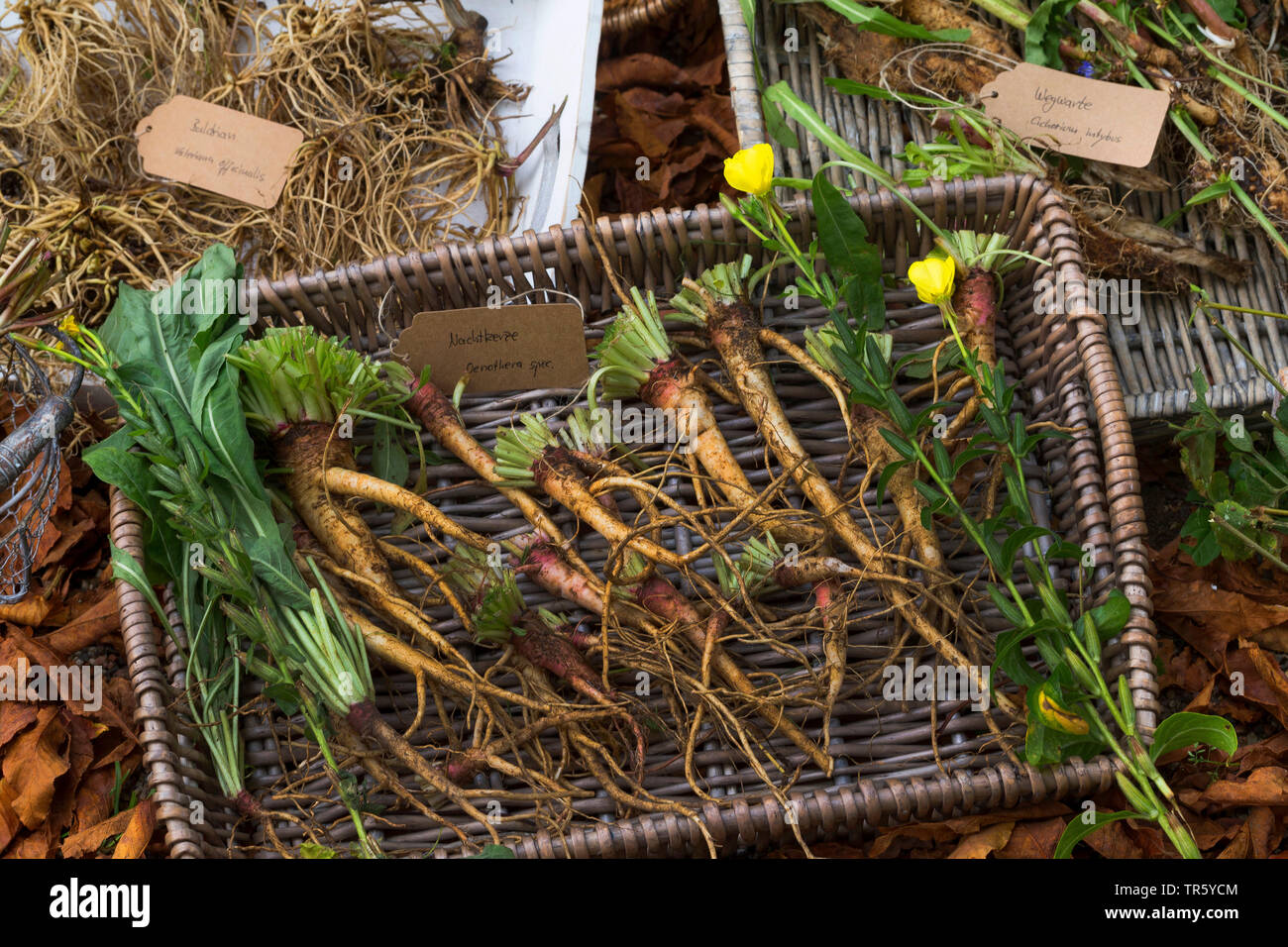 common evening primrose (Oenothera biennis), collected evening primrose ...