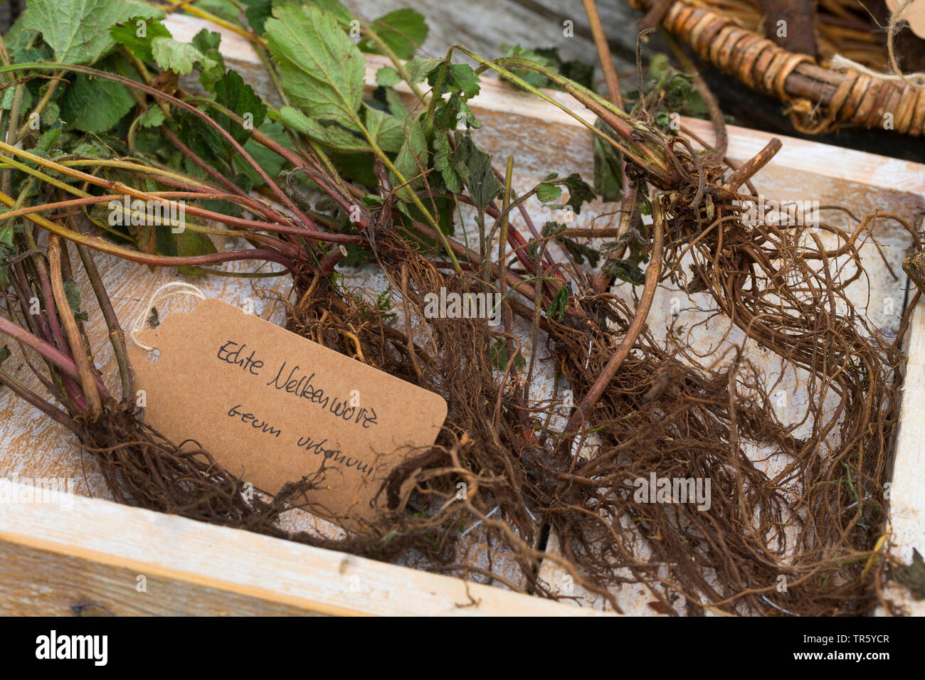common avens, wood avens, clover-root (Geum urbanum), collected avens ...