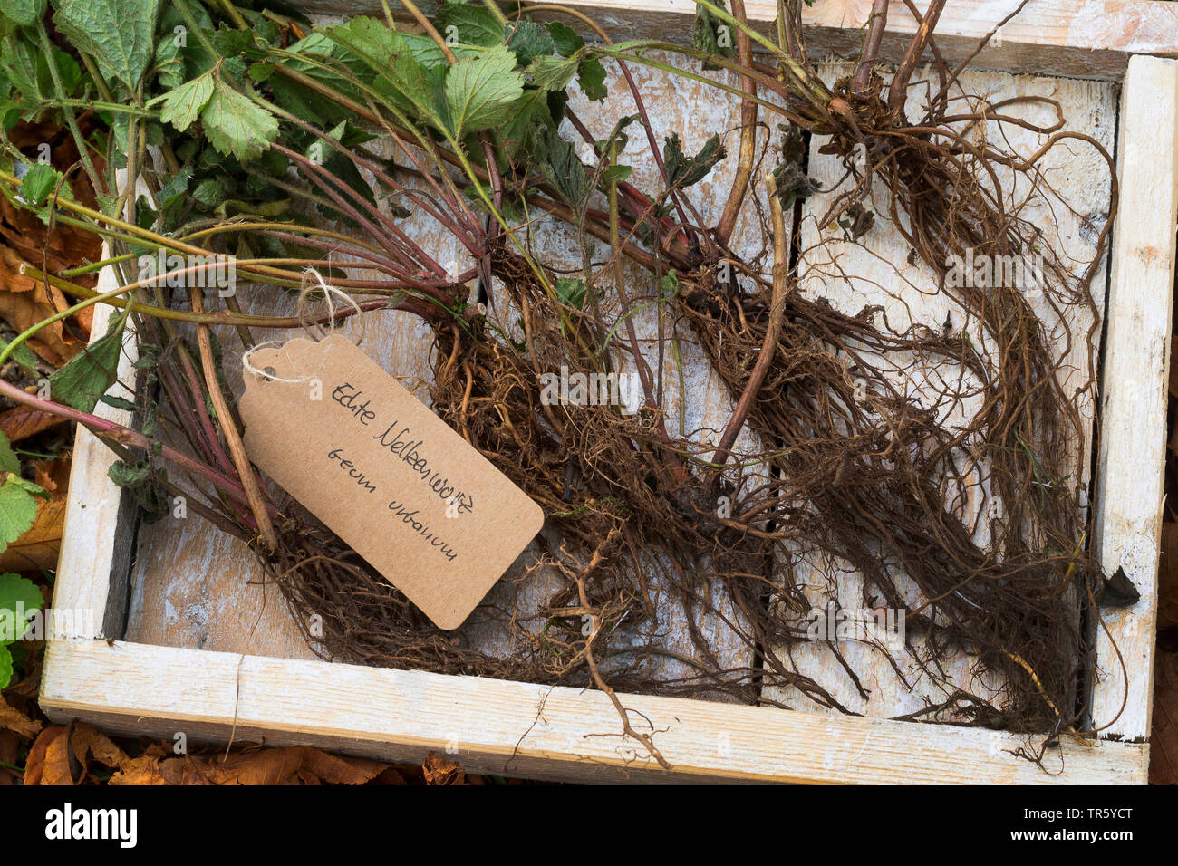common avens, wood avens, clover-root (Geum urbanum), collected avens ...