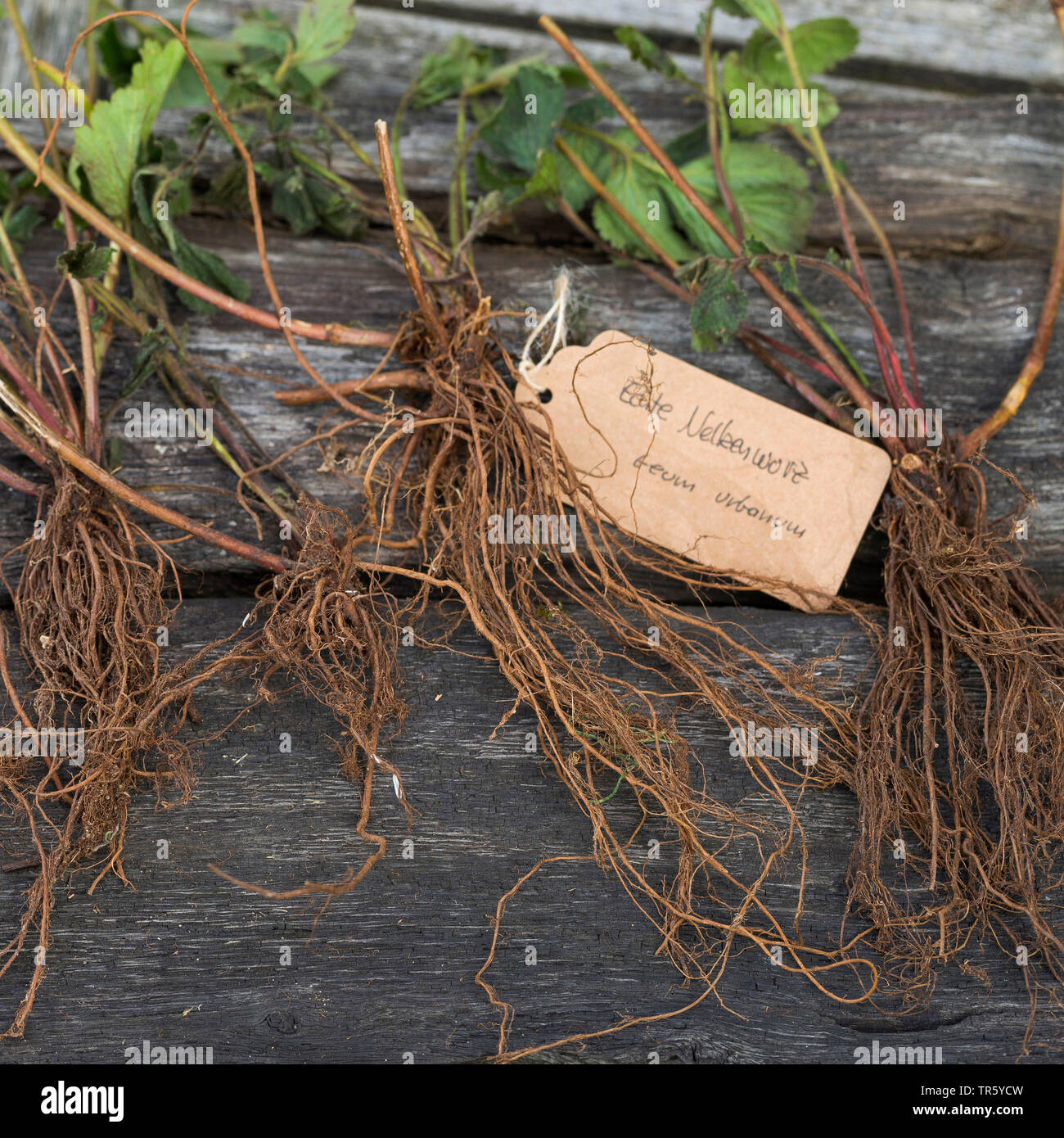 common avens, wood avens, clover-root (Geum urbanum), collected avens ...