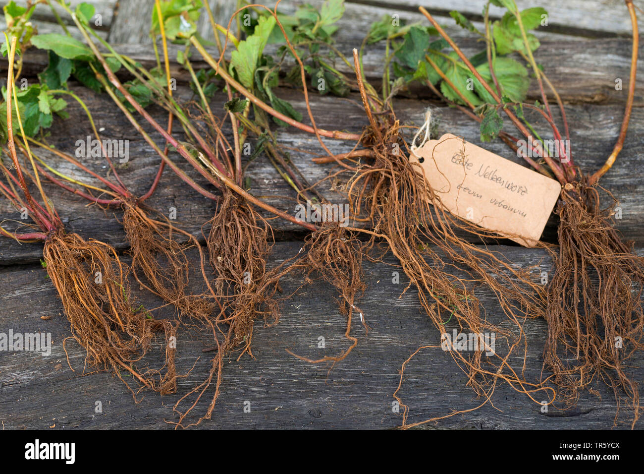 common avens, wood avens, clover-root (Geum urbanum), collected avens ...