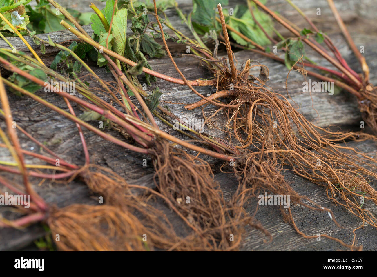 common avens, wood avens, clover-root (Geum urbanum), collected avens ...
