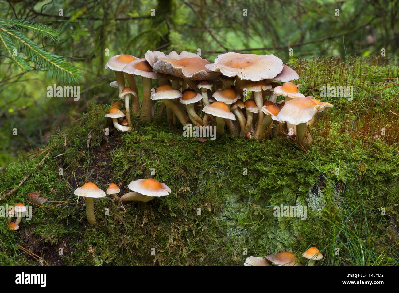 Conifer tuft (Hypholoma capnoides), fruiting bodies, Germany Stock ...