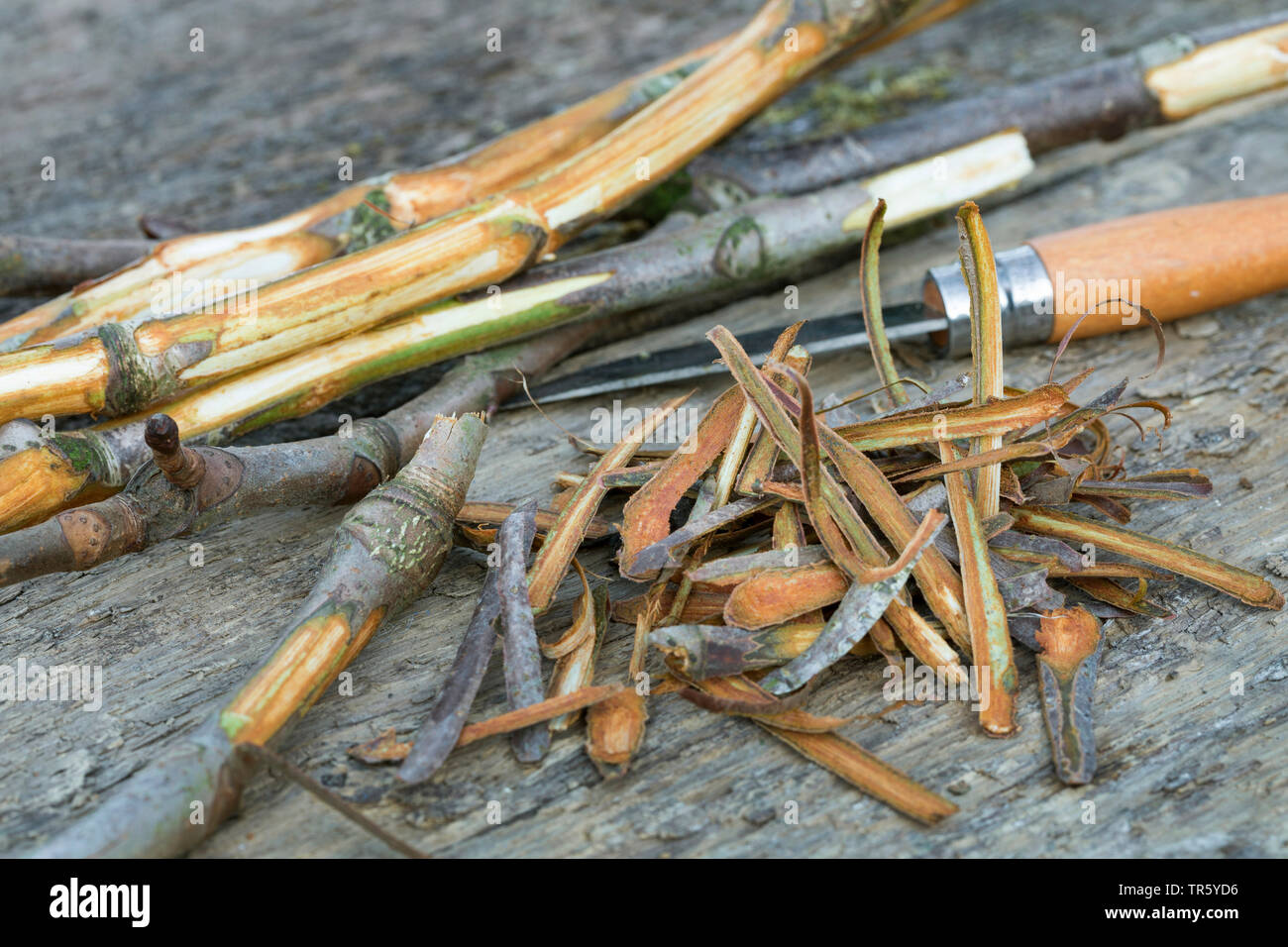 common horse chestnut (Aesculus hippocastanum), bark of horse chestnut ...