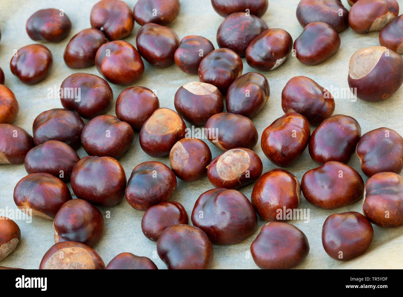 common horse chestnut (Aesculus hippocastanum), Horse Chestnuts are ...