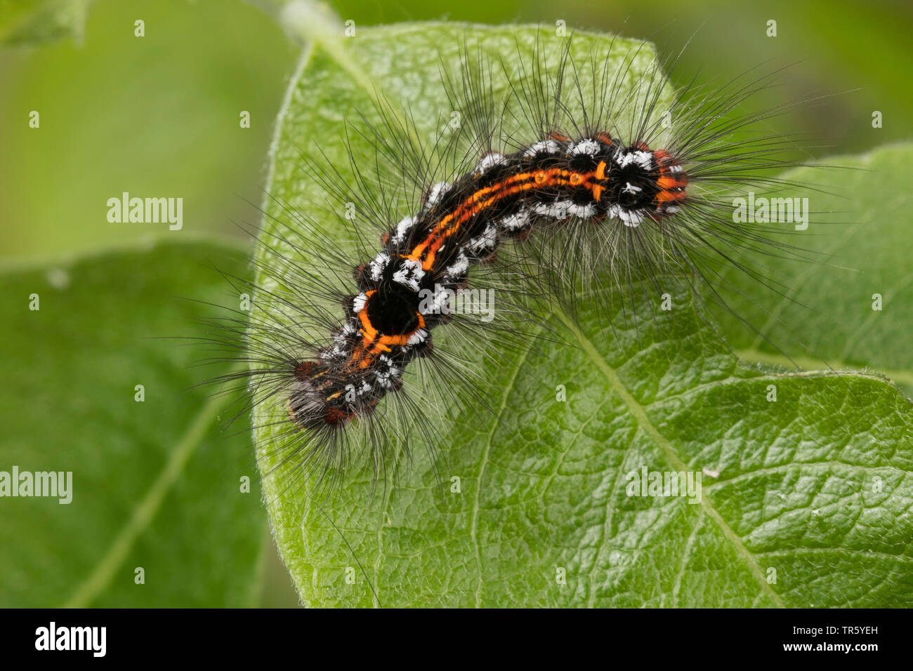 Yellow tail tussock moth hi-res stock photography and images - Alamy