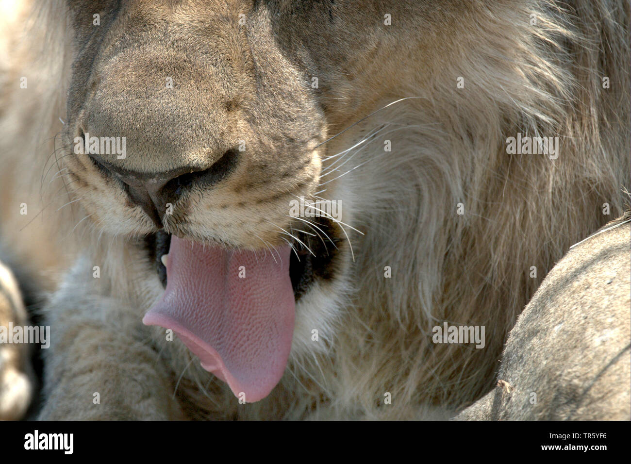 lion (Panthera leo), snout, Namibia, Etosha National Park Stock Photo ...