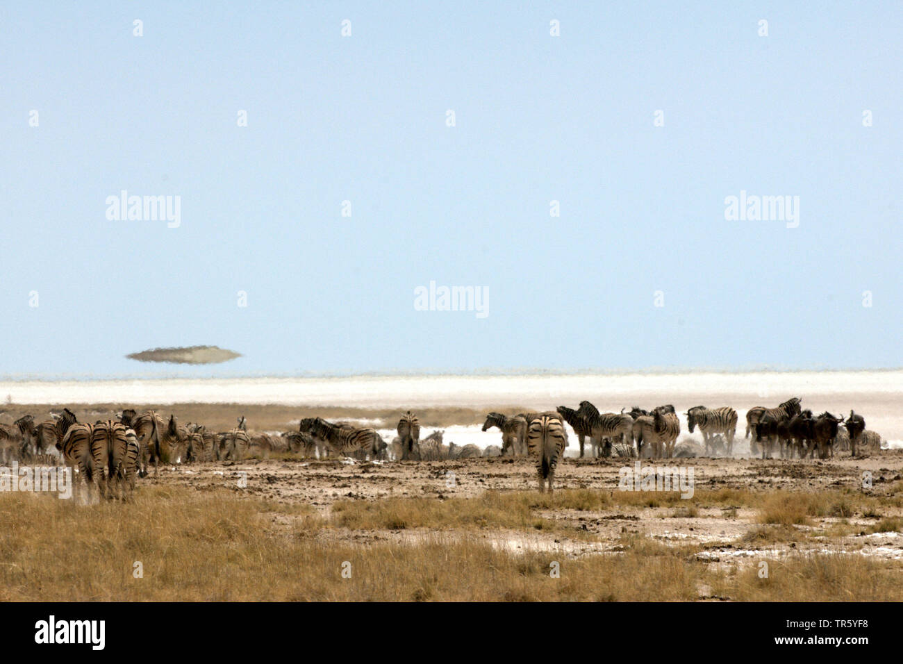 African steppe animal hi-res stock photography and images - Alamy