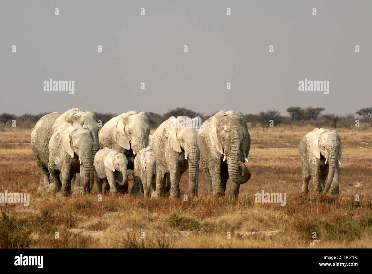Elephants walking hi-res stock photography and images - Alamy