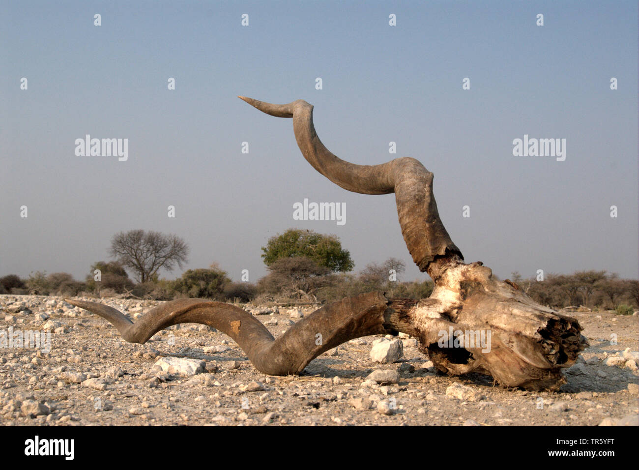 Antelope antelope skull hi-res stock photography and images - Alamy