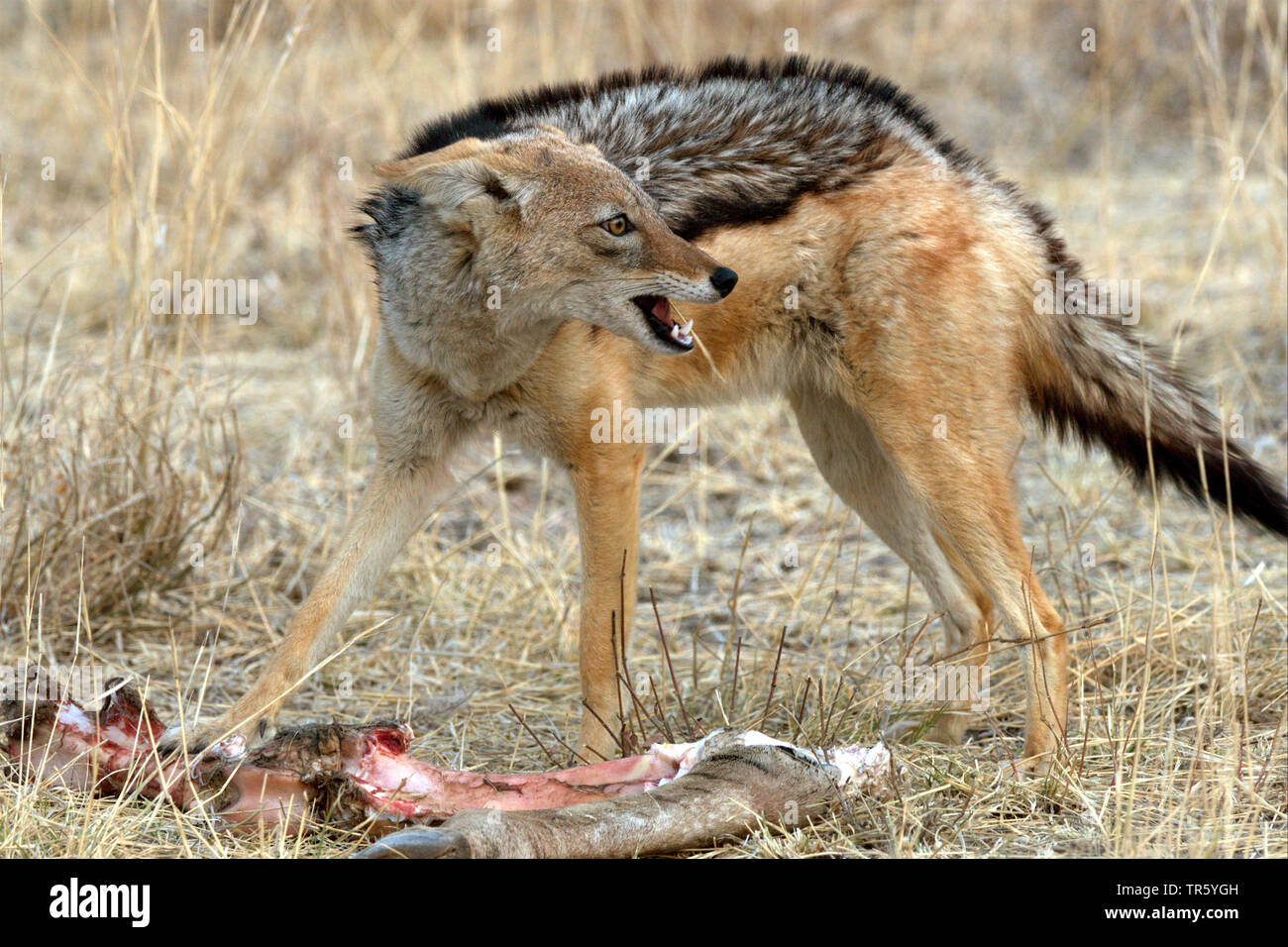 Predator deterrence hi-res stock photography and images - Alamy