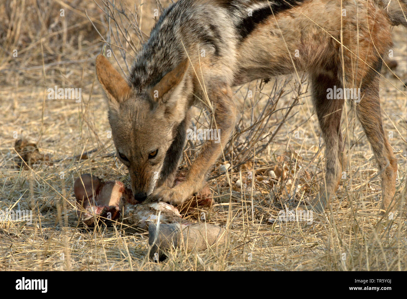 Black Backed Jackal Teeth High Resolution Stock Photography and Images ...