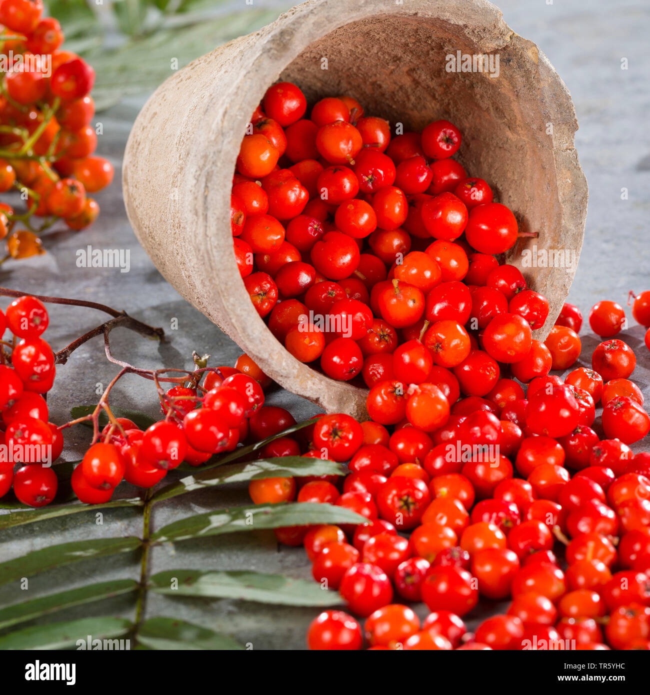 European mountain-ash, rowan tree (Sorbus aucuparia), collectetd fruits ...