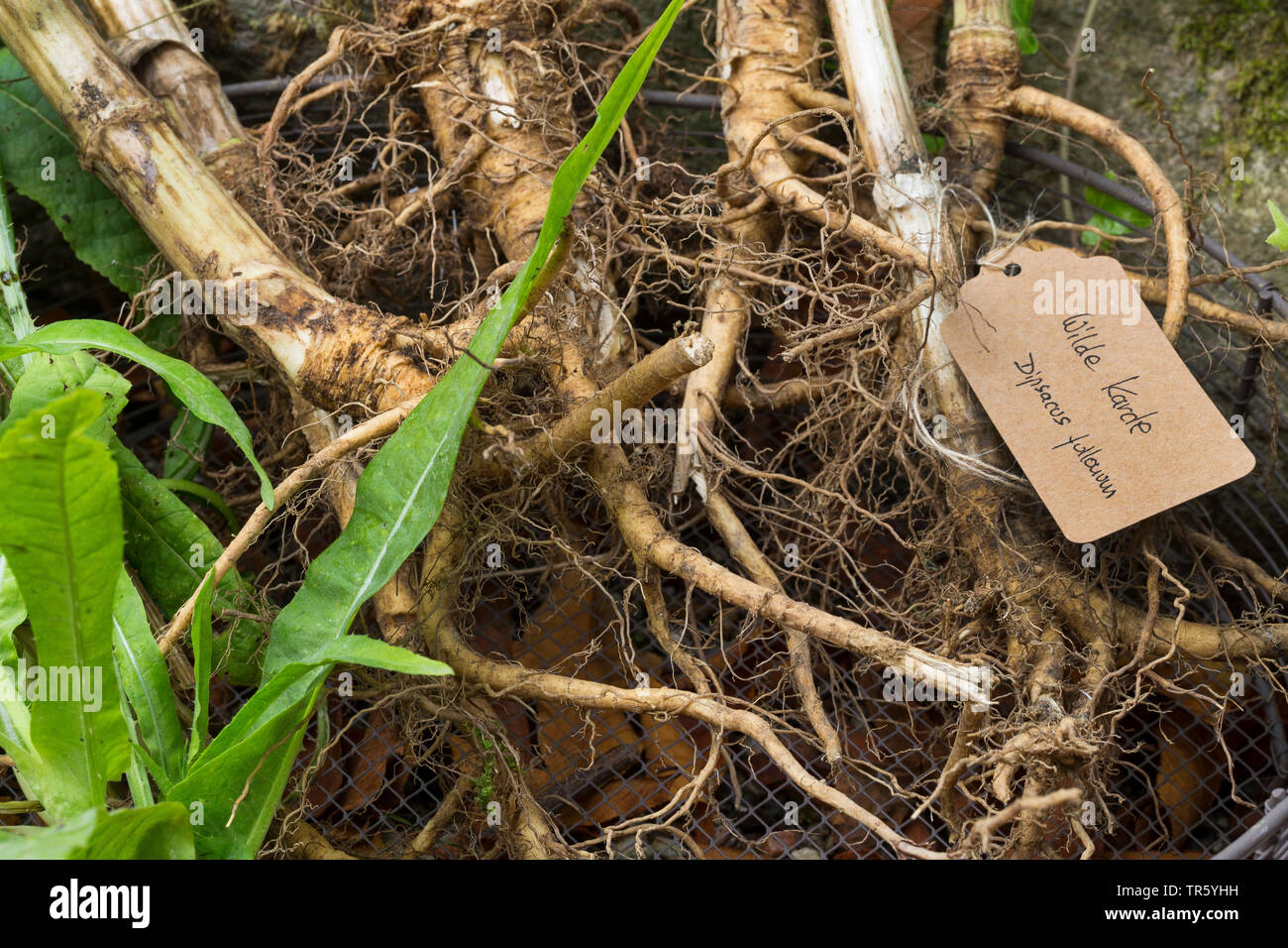 Wild teasel, Fuller's teasel, Common teasel, Common teazle (Dipsacus ...