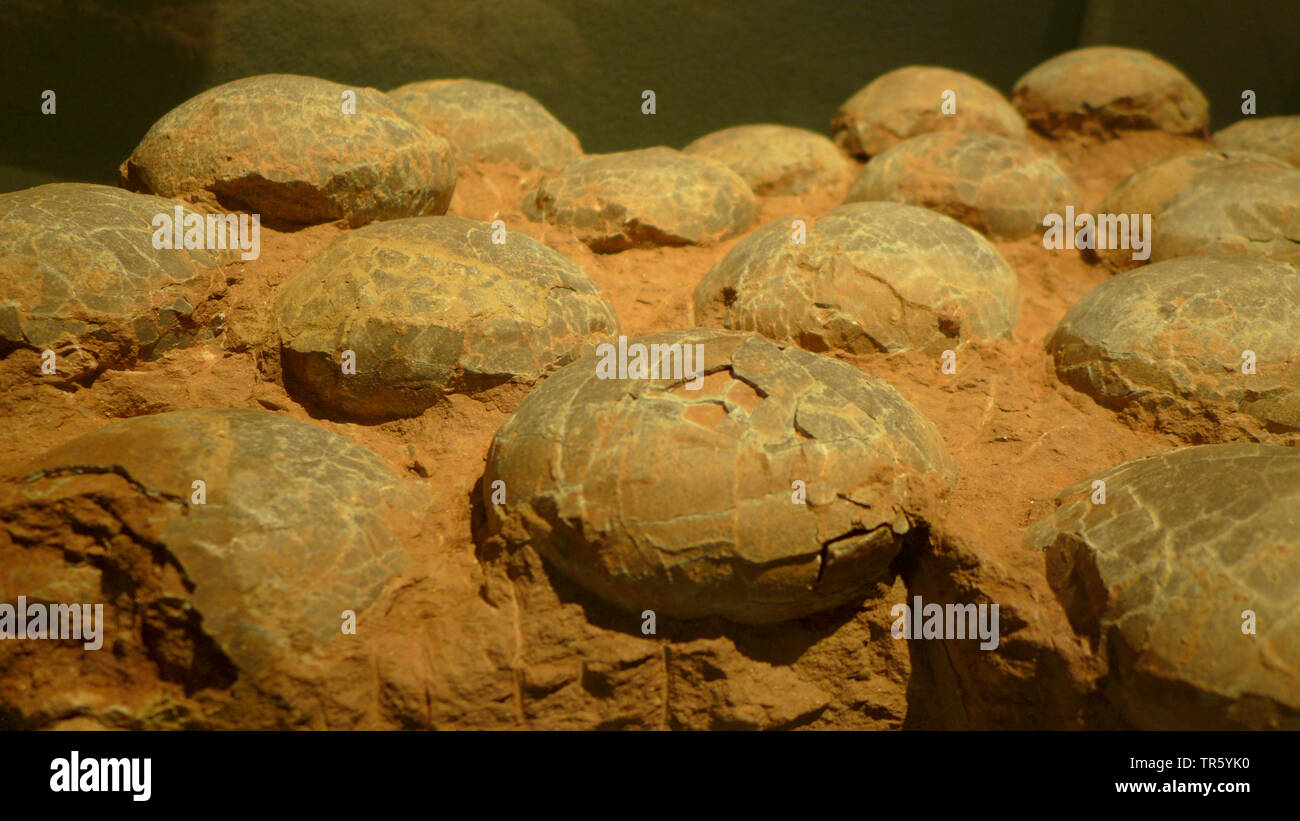 Dinosaur eggs hi-res stock photography and images - Alamy