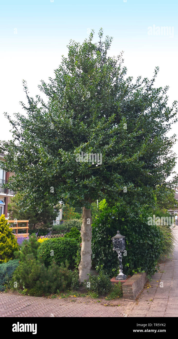 common holly, English holly (Ilex aquifolium), tree in a frontyard ...