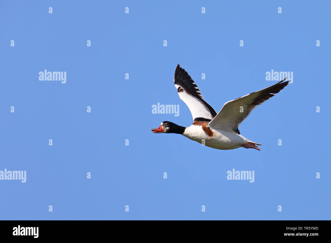 common shelduck (Tadorna tadorna), flying female, Netherlands, Texel ...