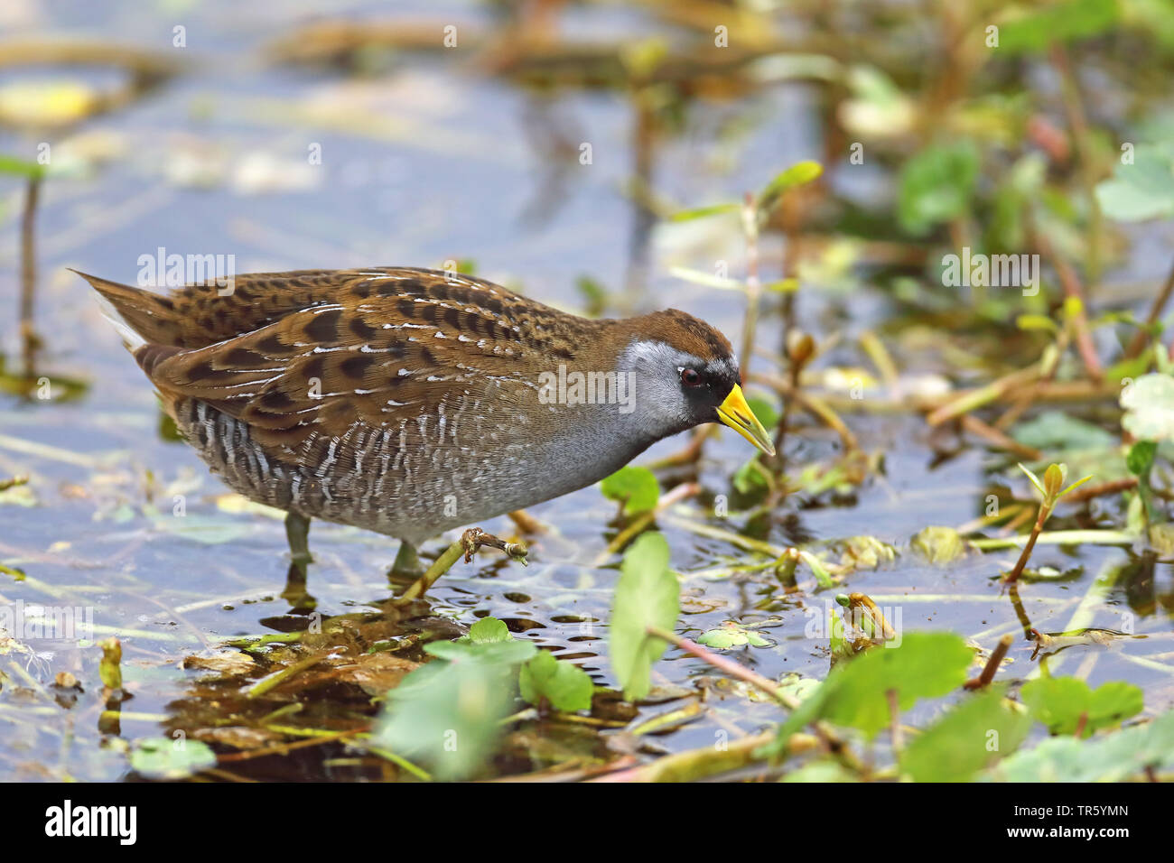 Sora crake (Porzana carolina), on water plants, USA, Florida ...