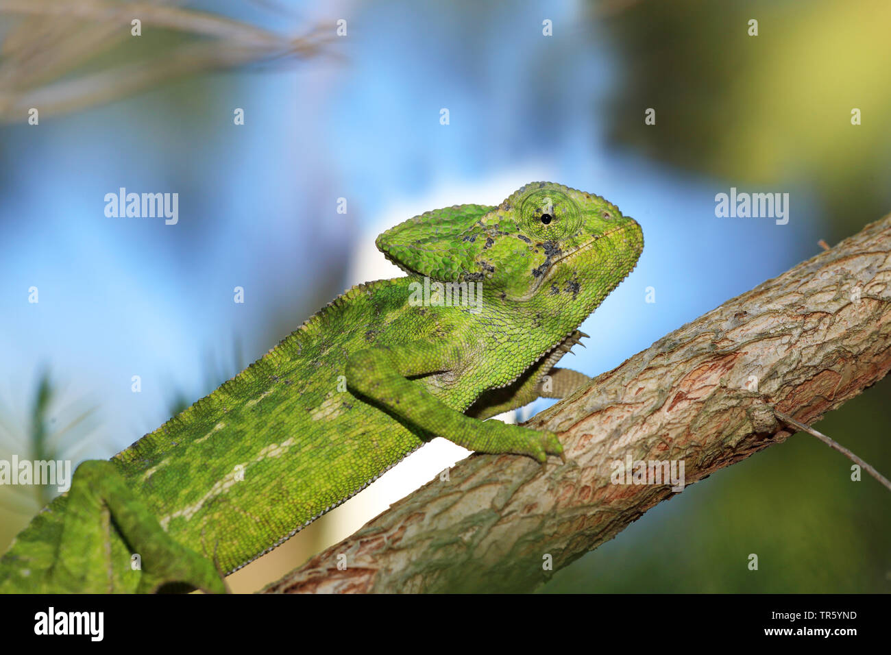 Chameleons in spain hi-res stock photography and images - Alamy