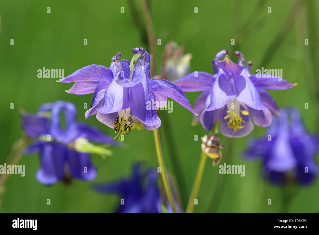 European columbine aquilegia vulgaris hi-res stock photography and ...