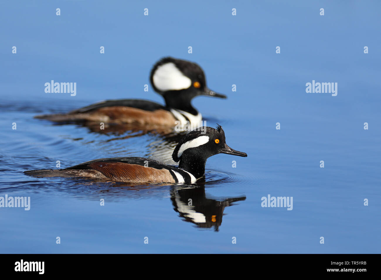 Twi animals hi-res stock photography and images - Alamy